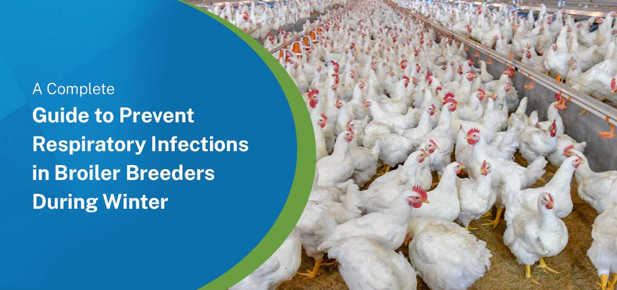A Complete Guide to Prevent Respiratory Infections in Broiler Breeders During Winter