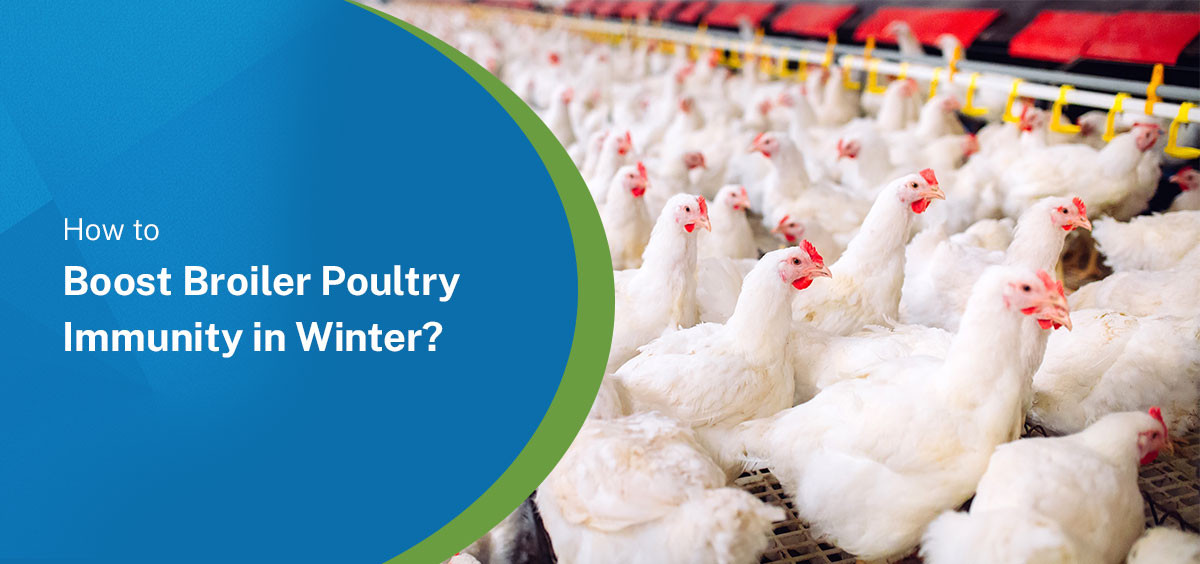 PrraniGanga Livestock Products Online Marketplace | India's 1st ...