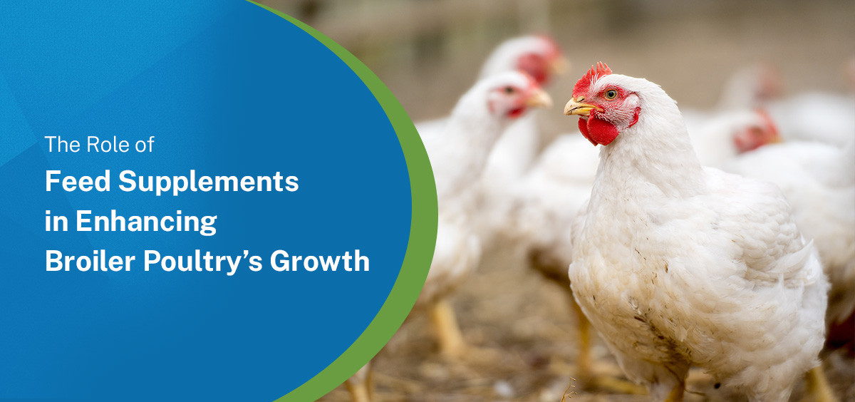 The Impact of Feed Supplements on Optimizing Broiler Poultry Growth