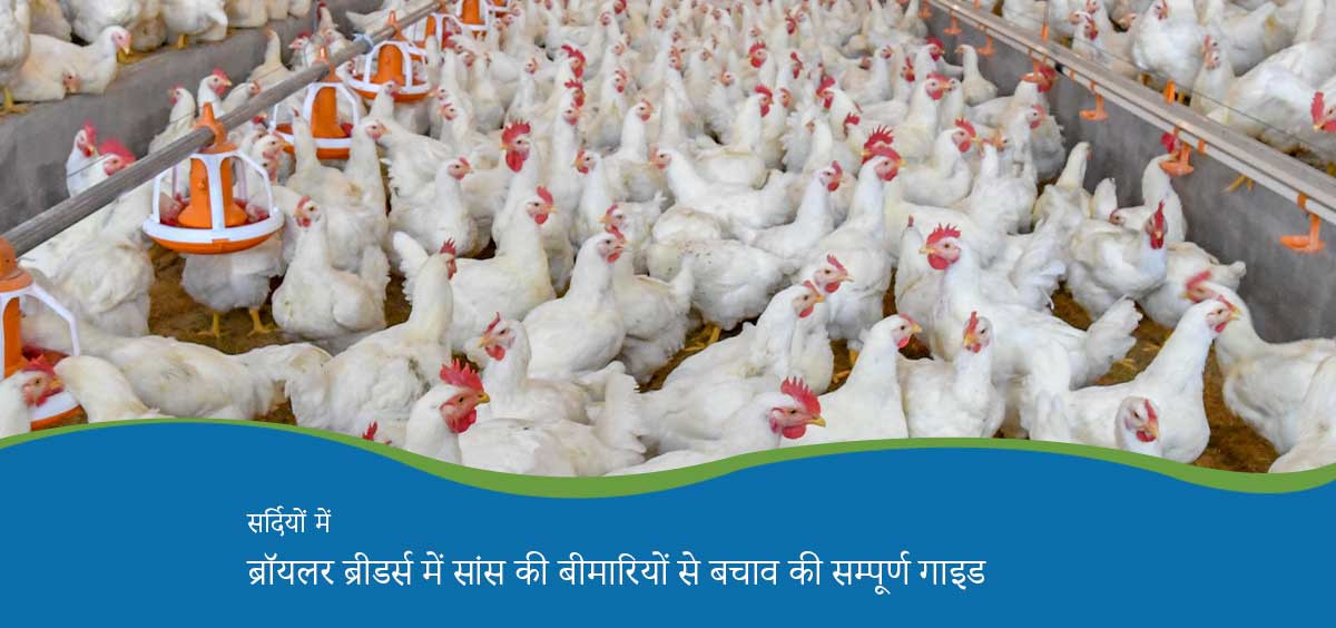 How to Boost Immunity in Broiler Poultry in Winter?